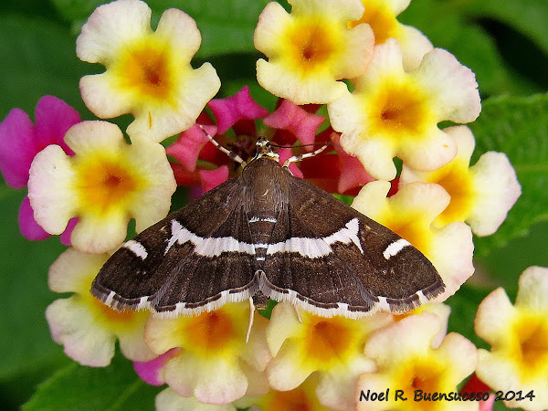 Beet Webworm Moth | Project Noah