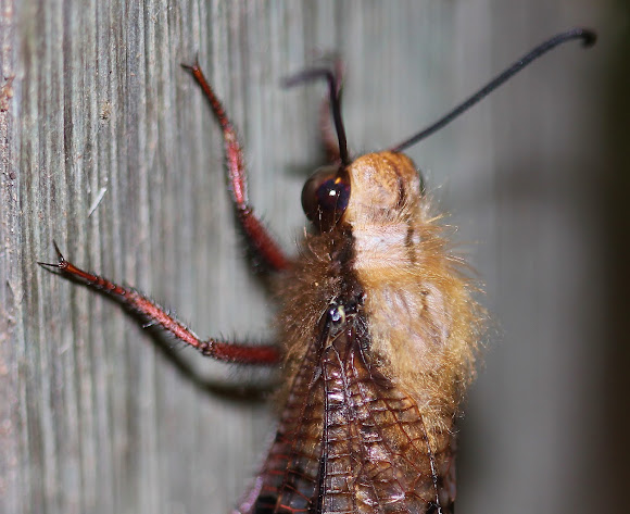 Antlion | Project Noah