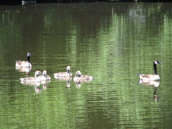 Canada Geese | Project Noah