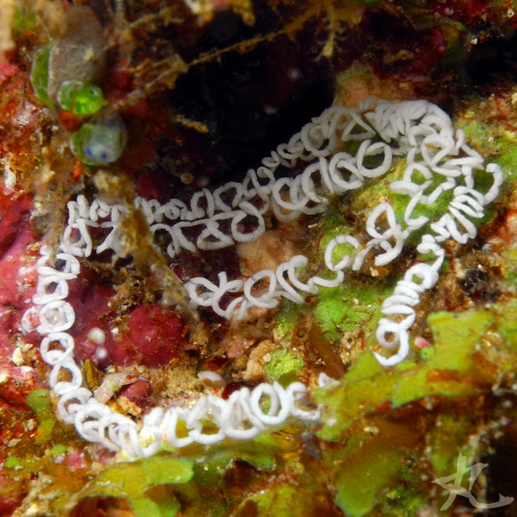 Nudibranch egg spiral | Project Noah