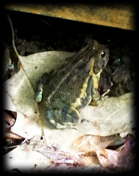 American Toad | Project Noah