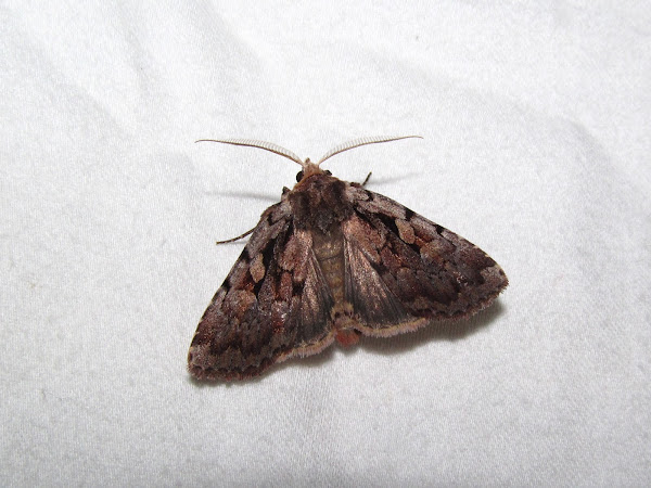 Northern Variable Dart | Project Noah