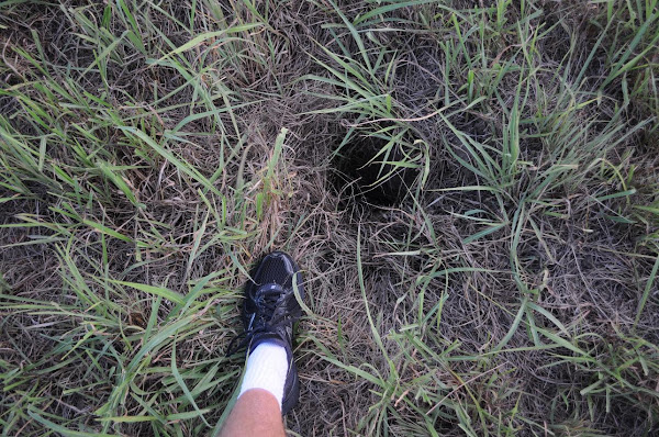 American badger (burrow) | Project Noah