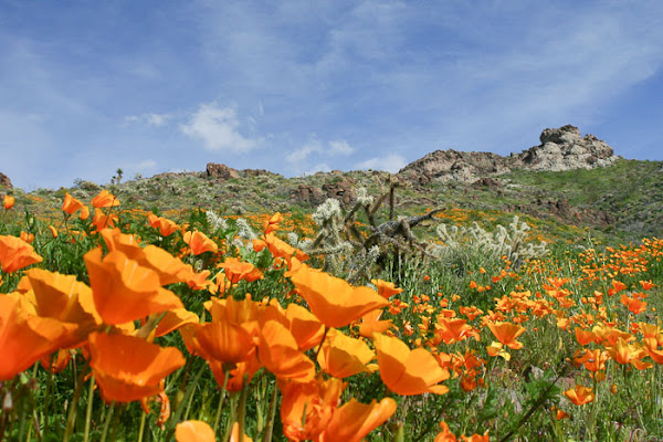 California Poppy | Project Noah