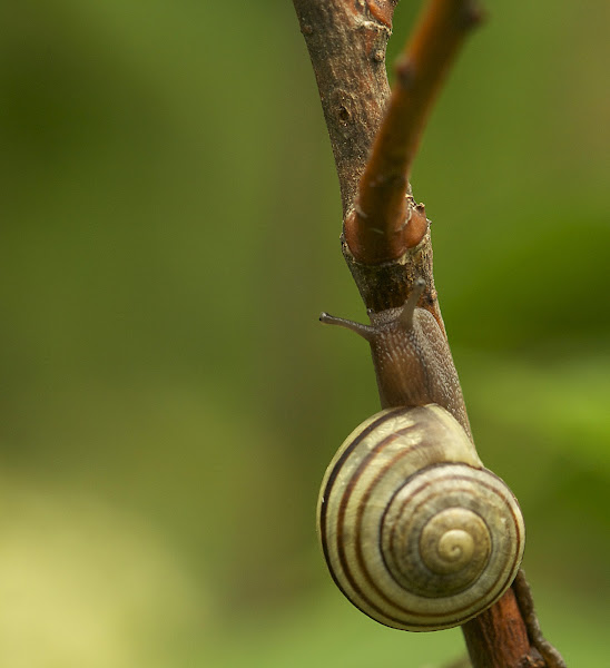 Grove Snail | Project Noah