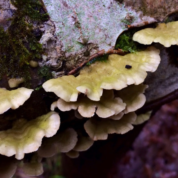 irpex lacteus | Project Noah