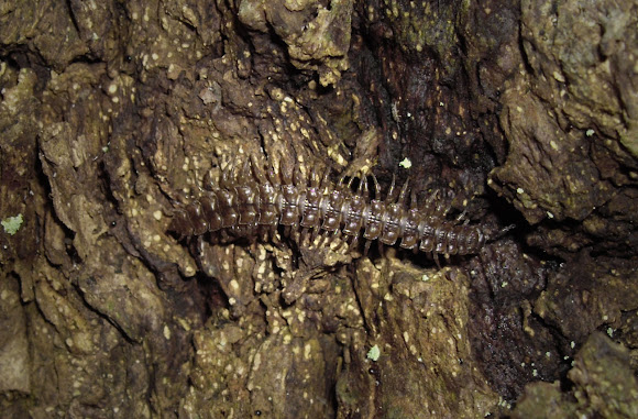 Flat-backed Millipede | Project Noah