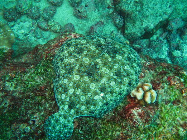 Tropical flounder | Project Noah