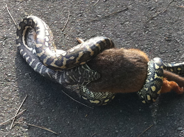 Python kills Possum | Project Noah