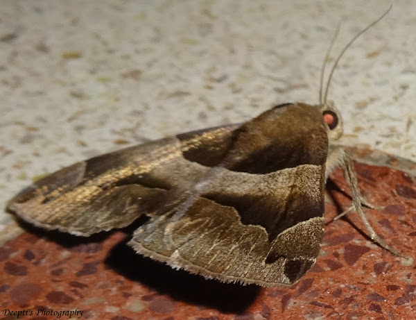 Noctuidae Moth | Project Noah