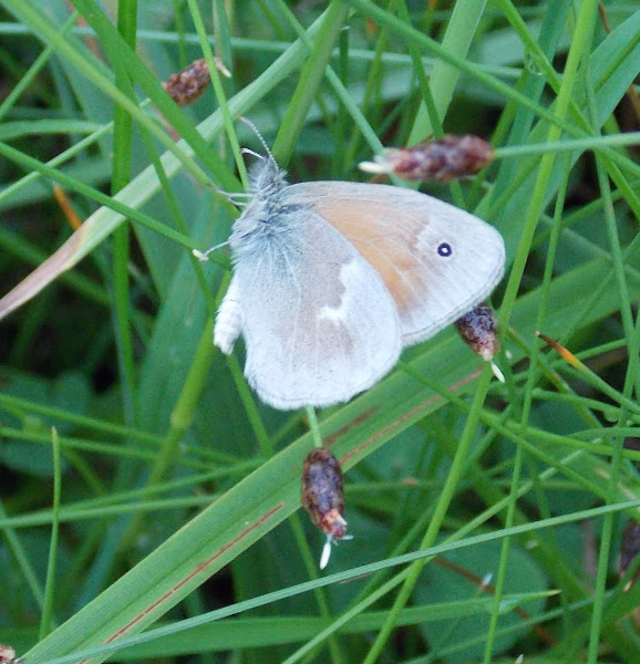 Common Ringlet | Project Noah