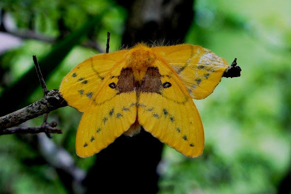 Rose Myrtle Lappet Moth | Project Noah