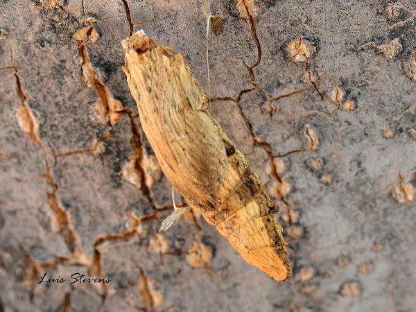 Swallowtail cocoon | Project Noah