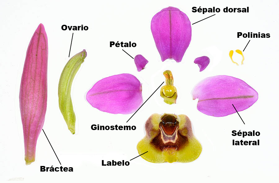 Orquideas Ibericas - Características generales