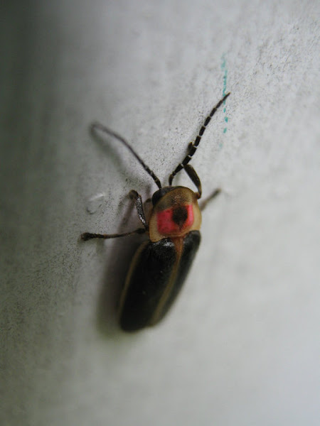 Firefly | Project Noah