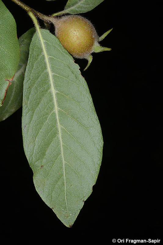 Common Medlar | Project Noah