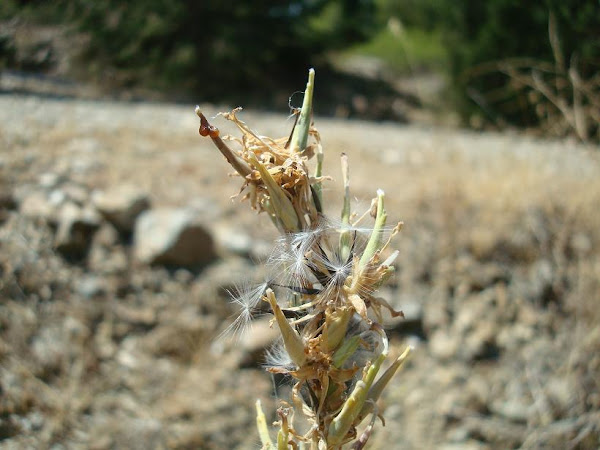 Leituga-branca | Project Noah