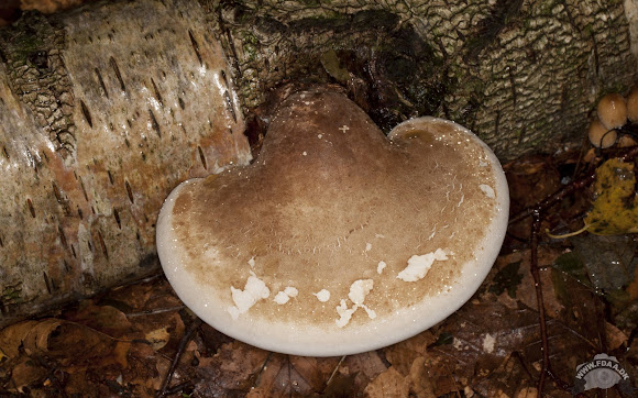 Birch polypore | Project Noah