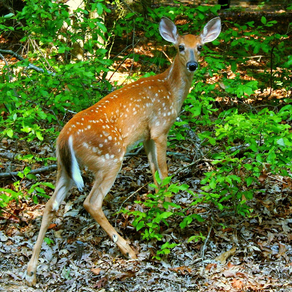 Wildlife of the South East, USA | Project Noah