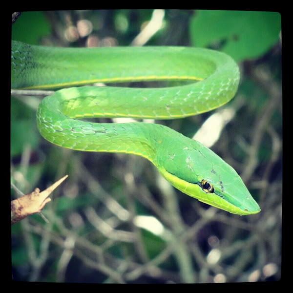 Chicotera | Project Noah