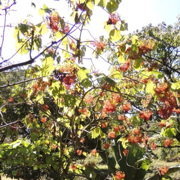 Chichicaste | Project Noah