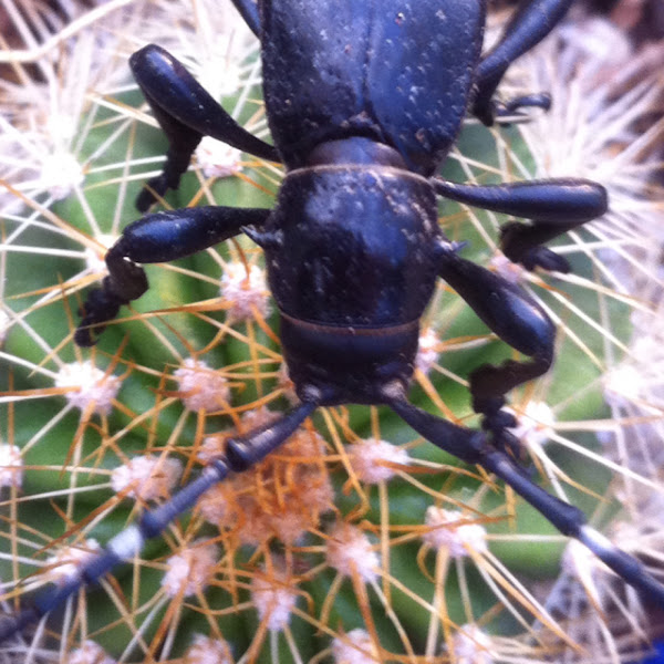 Cactus Longhorn Beetle | Project Noah