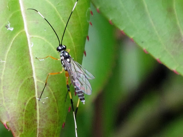 Lemon tree borer Wasp | Project Noah