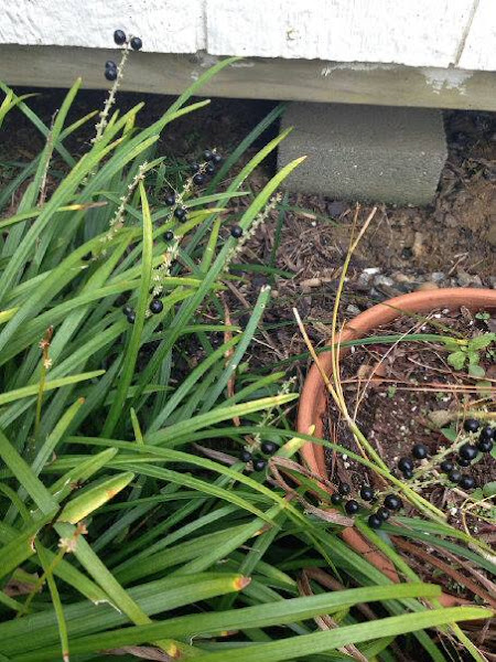 monkey grass | Project Noah