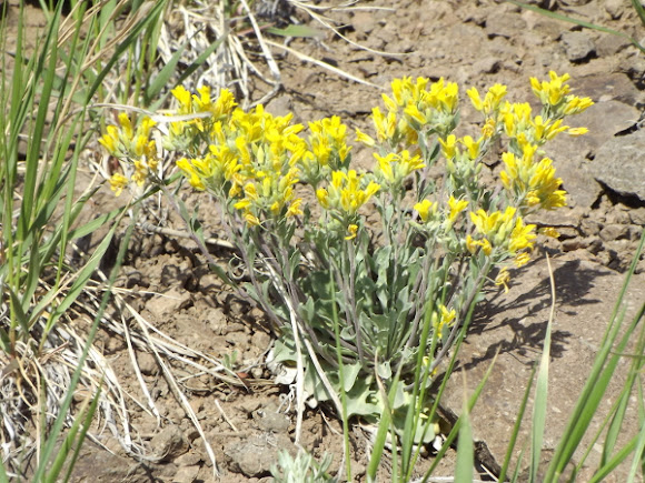 Bell's Twinpod | Project Noah