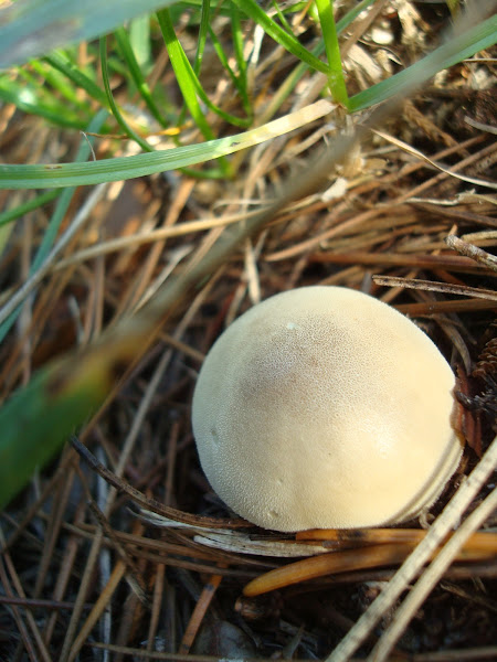 Puffball / Puhara | Project Noah