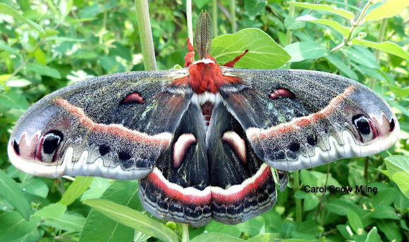 Cecropia Moth | Project Noah