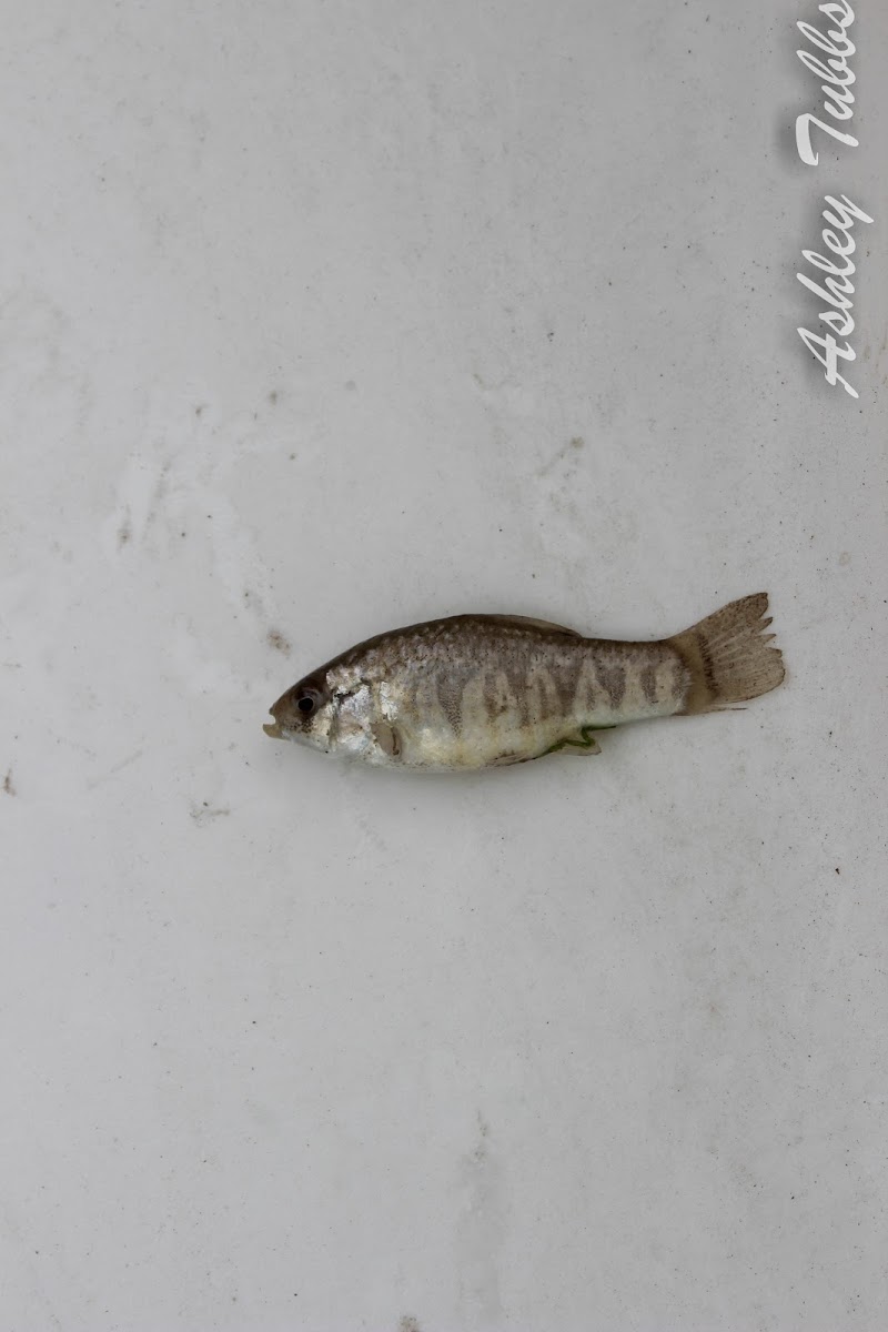 Sheepshead Minnow | Project Noah