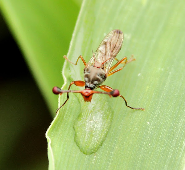 Hammer-head fly / stalk-eyed fly | Project Noah