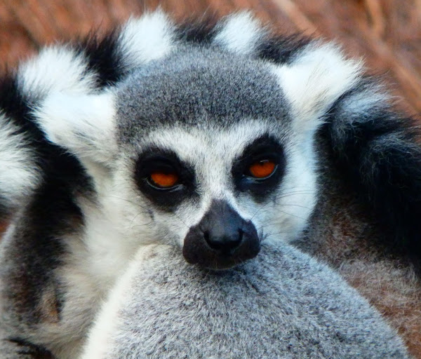 Ring-tailed lemur | Project Noah