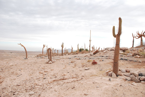 Cactus | Project Noah