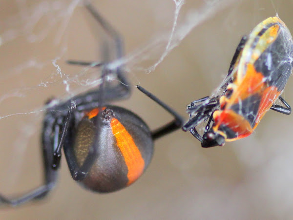 Redback spider | Project Noah