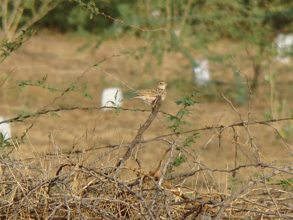 Indian Bush Lark | Project Noah