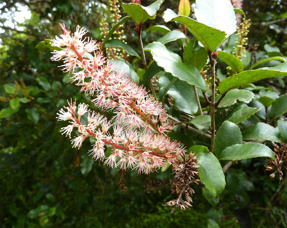 Kamahi | Project Noah