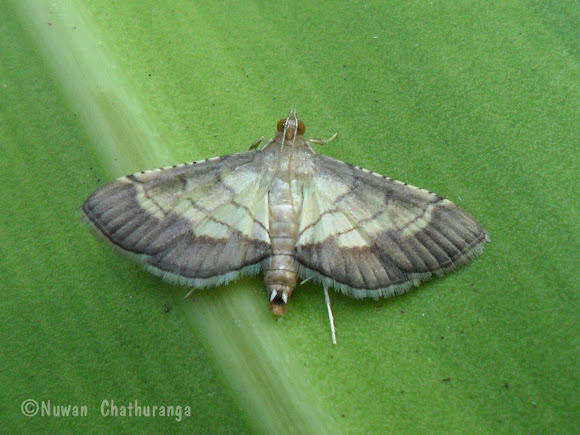 Lesser Rice-Leafroller | Project Noah