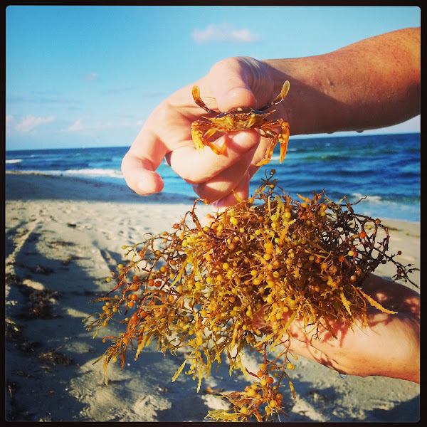 Sargassum Swimming Crab | Project Noah