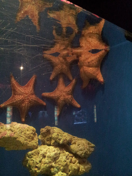 Starfish | Project Noah