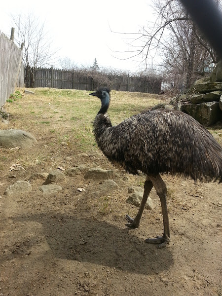 Emu | Project Noah