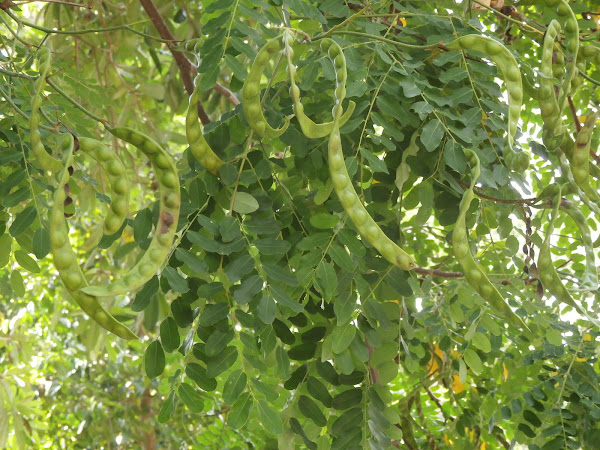 Saga Seed Tree, Red Sandalwood, Red Bead Tree, 孔雀豆 , 海红豆 | Project Noah
