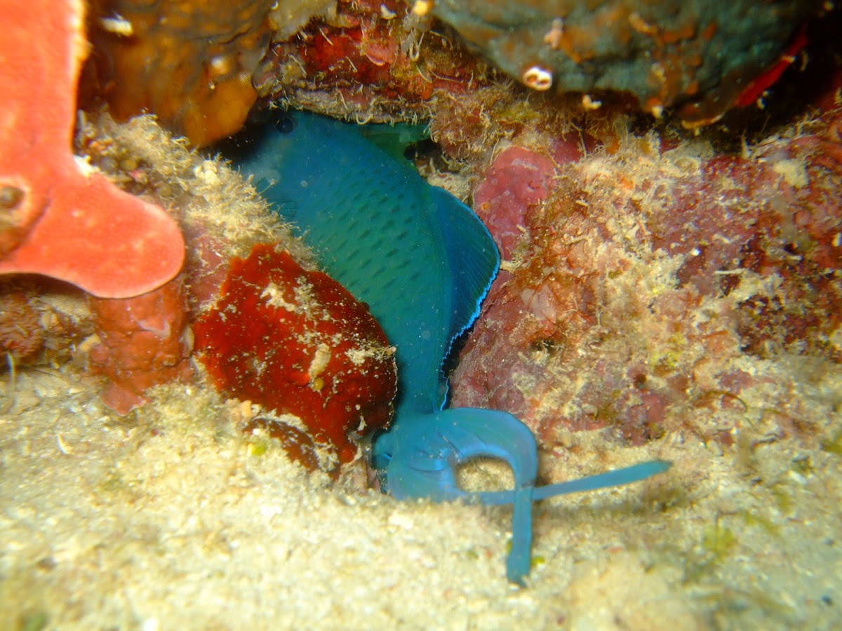 Red Tooth Trigger Fish Sleeping | Project Noah