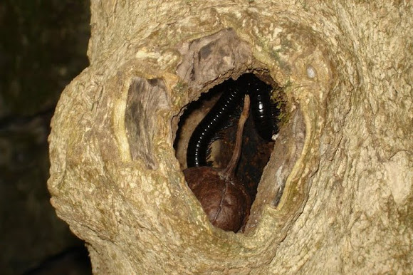 Milpies o caramuela | Project Noah