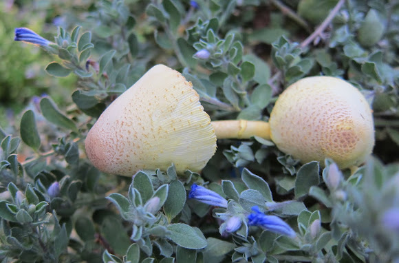 Flower Pot Parasol | Project Noah