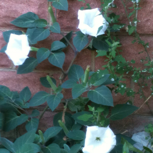 Devil's Trumpet. | Project Noah