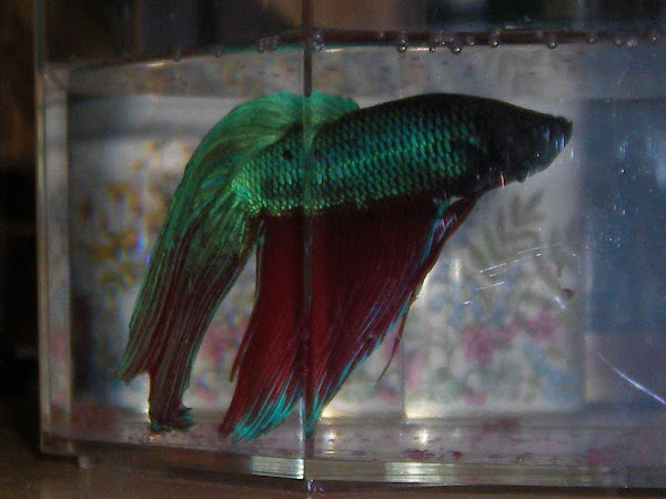 Betta Splendens | Project Noah