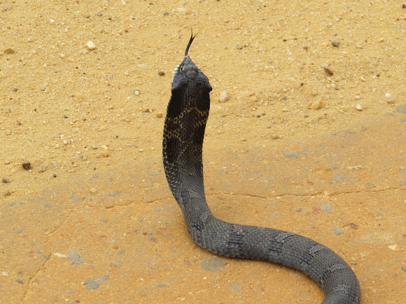 Eastern Hognose Snake | Project Noah