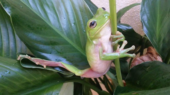 Green Tree Frog | Project Noah